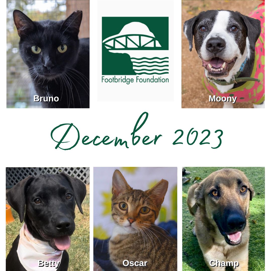 NewsLetter Dec 2023 — Footbridge Foundation - San Antonio Animal Rescue ...