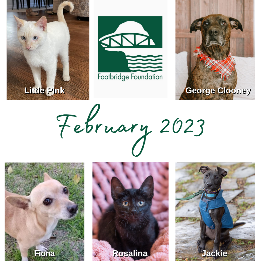 NewsLetter Feb 2023 — Footbridge Foundation - San Antonio Animal Rescue ...